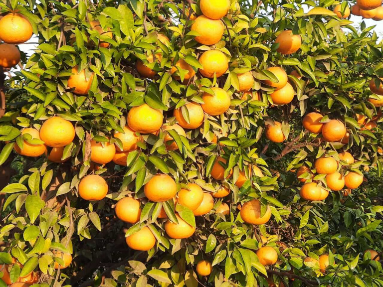 Kinnow – 10Kg Box – Organicose | Organic Products India